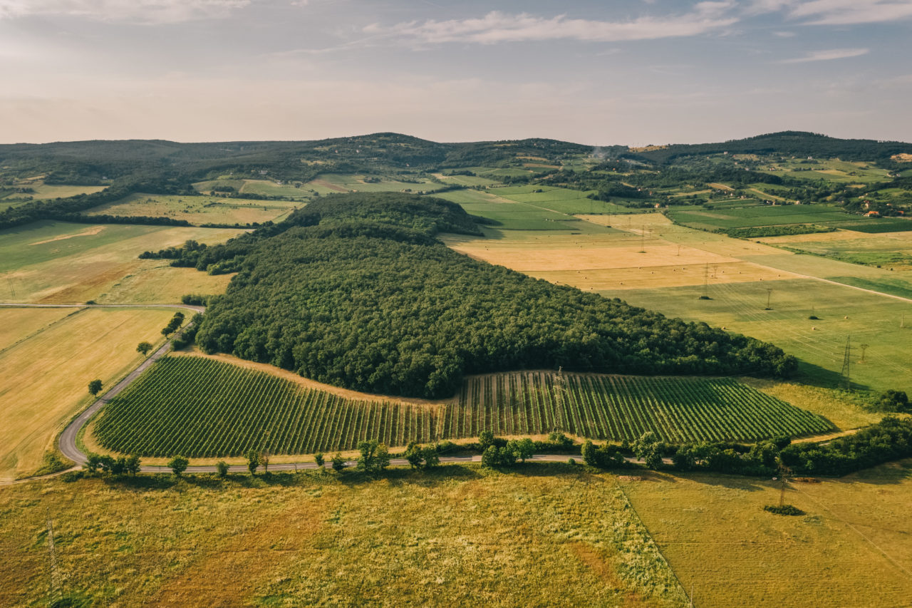 Zelna Borászat | Balatonfüred turizmus